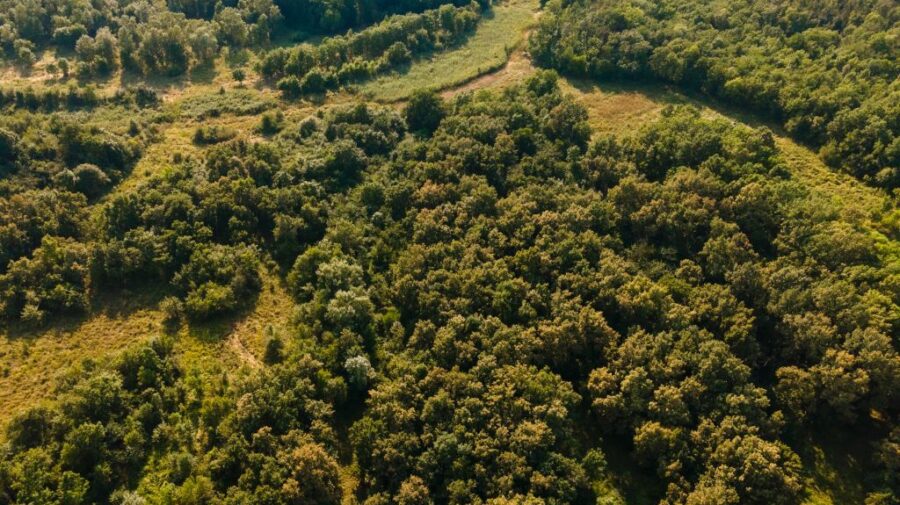 Guvernul aprobă un nou Cod Silvic: Aliniere la politicile europene și ...