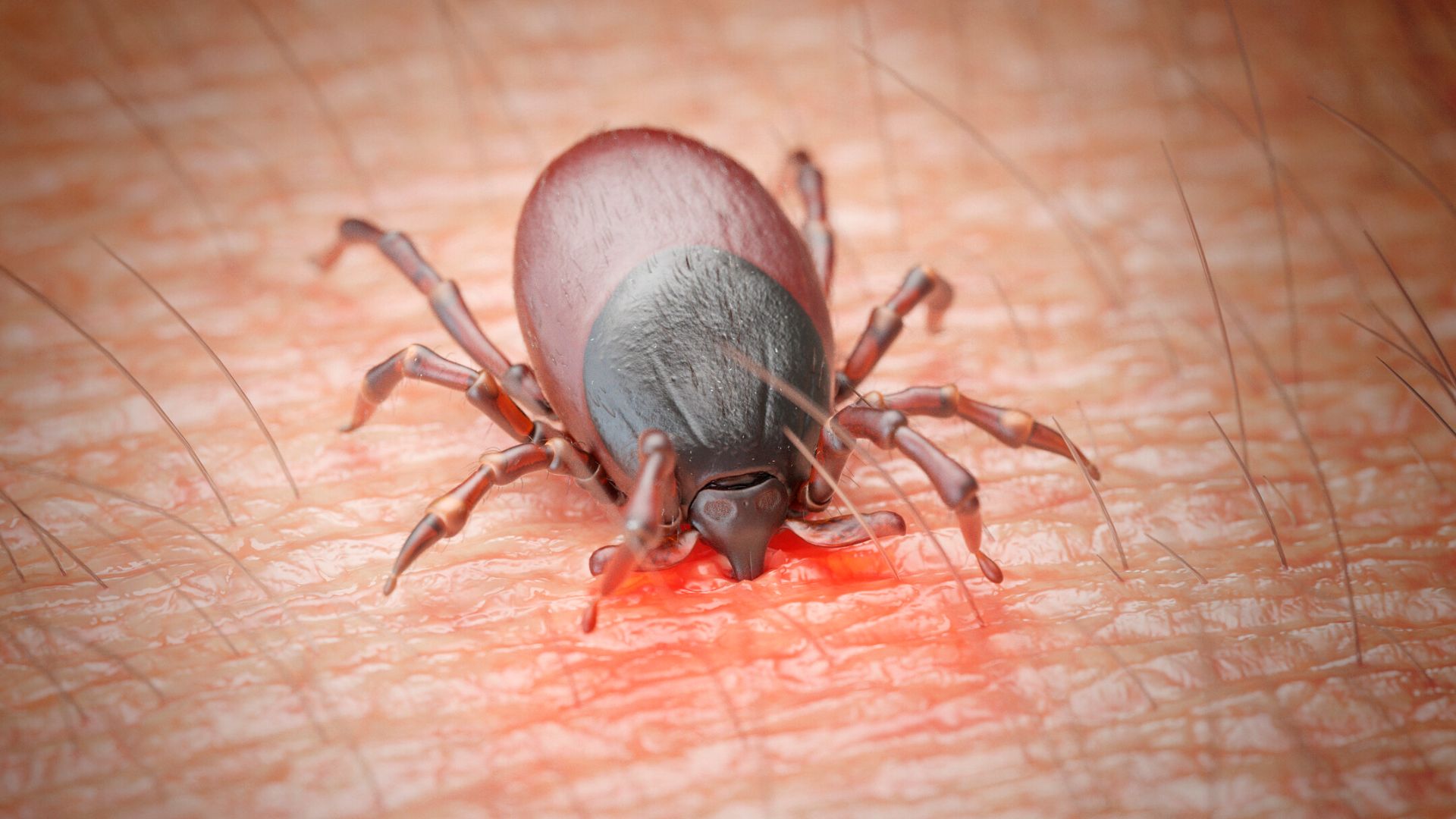 Aproximativ 250 de persoane s-au infectat anul trecut cu boala Lyme în ...