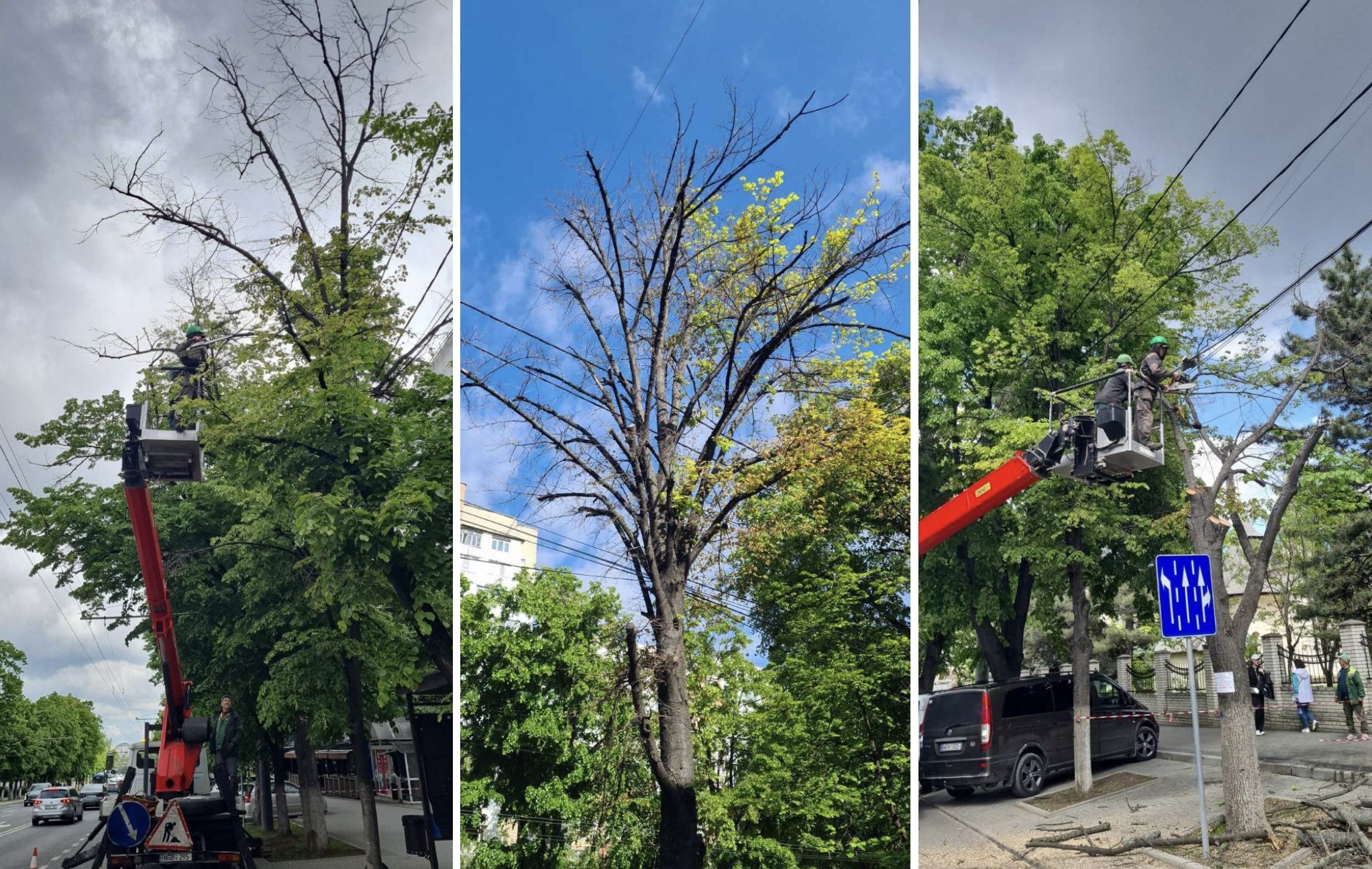 Lucrări autorizate de curățare a arborilor în sectorul Botanica ...